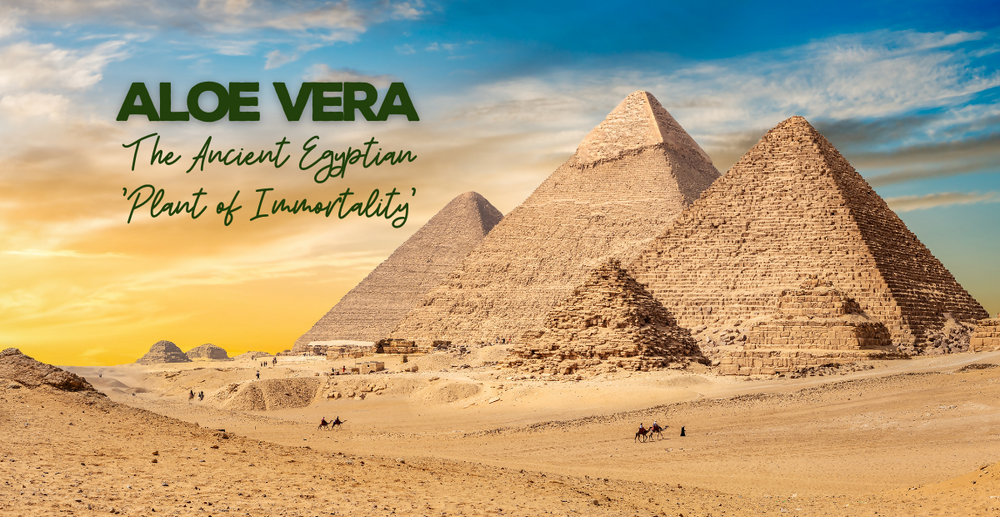 Real Aloe | Ancient Egyptian Plant of Immortality