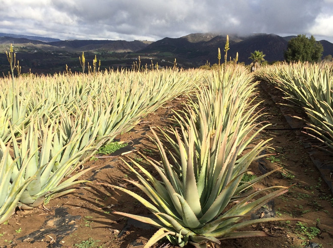 Real Aloe | Ancient Egyptian Plant of Immortality