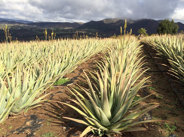 Real Aloe | Ancient Egyptian Plant of Immortality