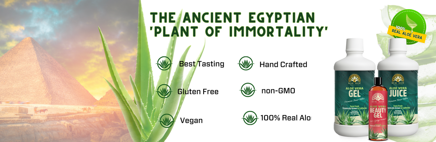Real Aloe | Ancient Egyptian Plant of Immortality