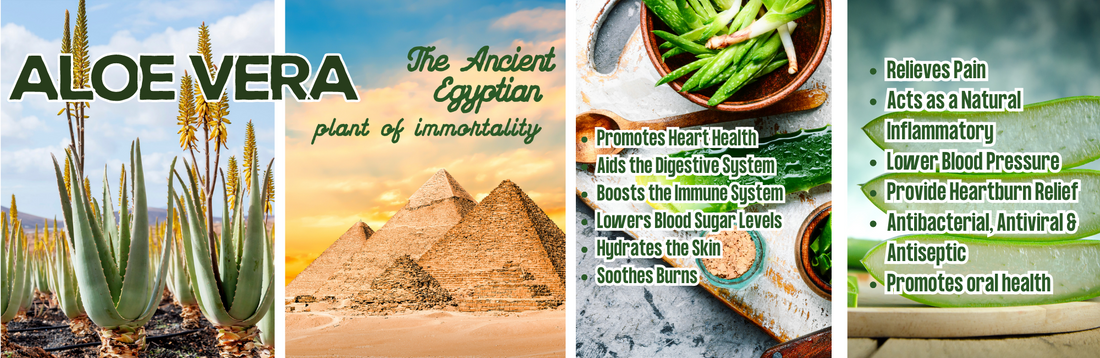 Real Aloe | Ancient Egyptian Plant of Immortality